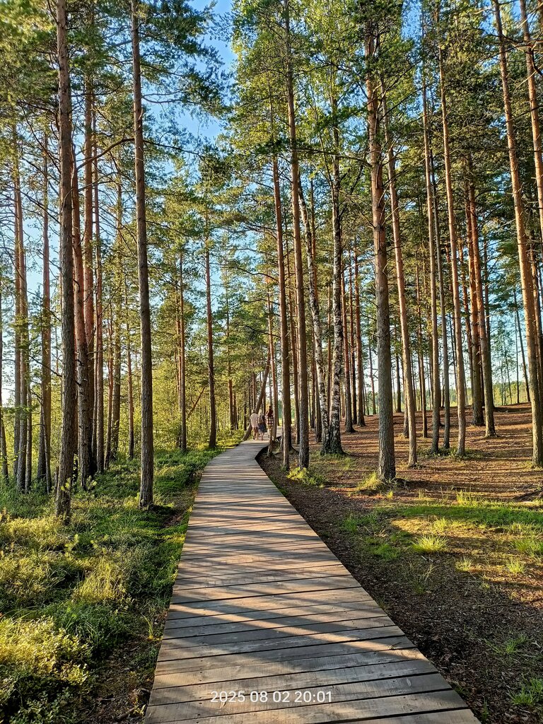 Turistik yerler Ecological walking route Sestroretsk Swamp, Saint‑Petersburg, foto