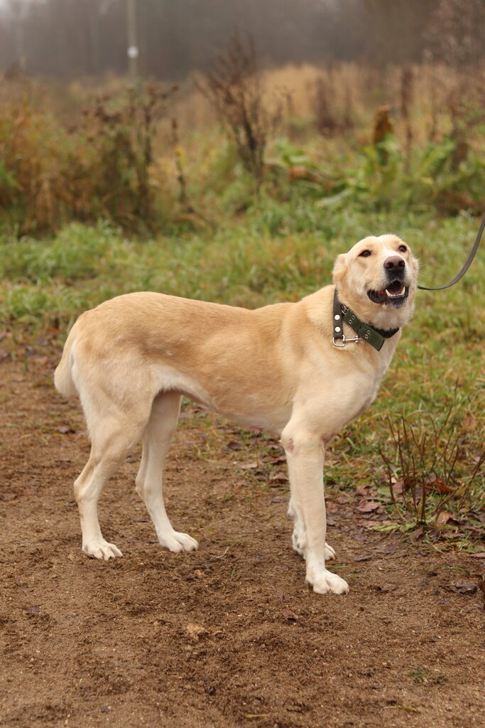 Hayvan barınakları, kulüpleri ve otelleri Общество защиты животных Шанс, Sokol, foto