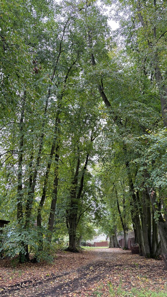 Doğa Приусадебный парк при бывшей усадьбе Дьяконских, Brestskaya oblastı, foto