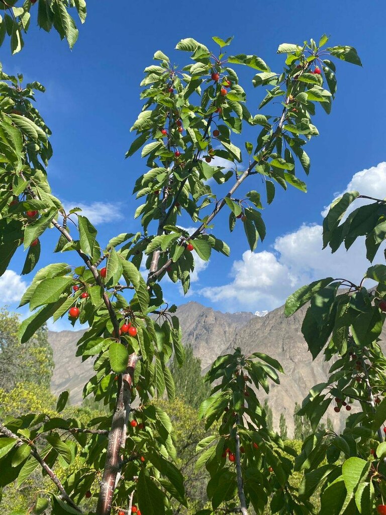 Kafe Язгулям, Dağlık Badahşan özerk ili, foto