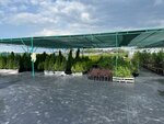 Садовый центр (Moscow Region, Ramenskiy Municipal District, derevnya Verkhneye Velino), sera ve bahçe ürünleri  Moskova ve Moskovskaya oblastından
