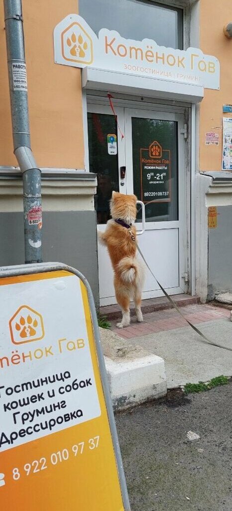 Pet otel Котёнок Гав, Çeliabinsk, foto