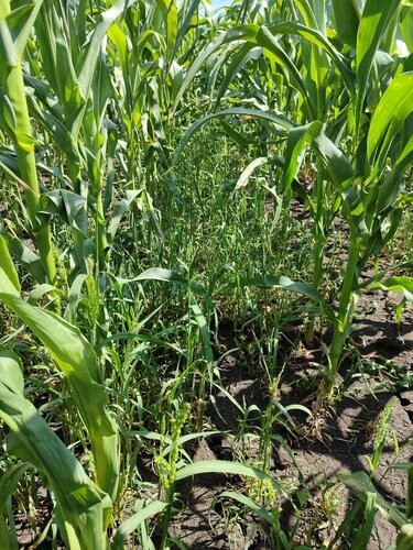 Benzin istasyonu АЗС, Belgorodskaya oblastı, foto