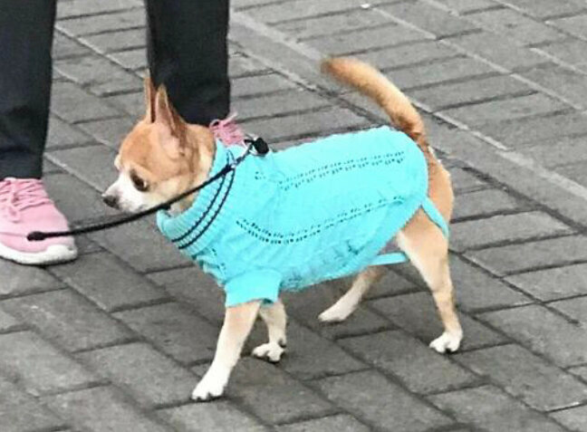 Evcil hayvan kuaförleri Четыре Лапы Груминг, Saint‑Petersburg, foto