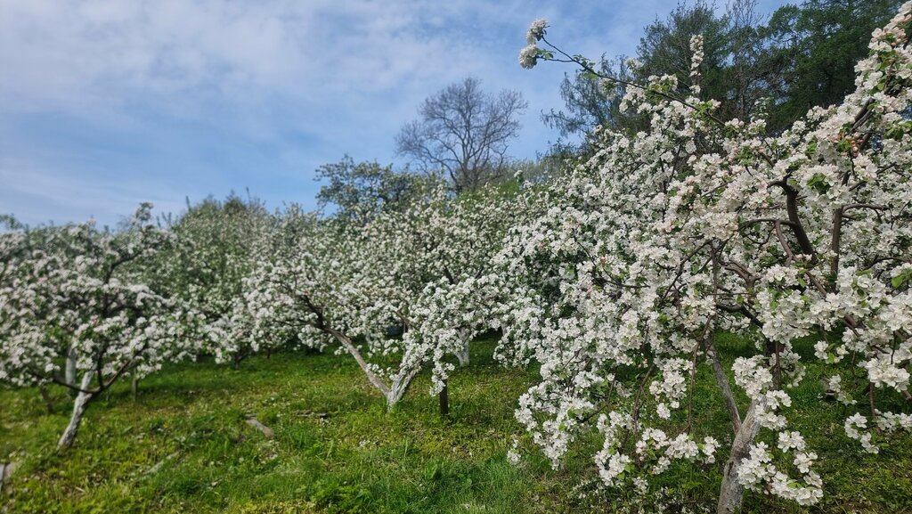 Bahçe Middle Garden, Sortavala, foto