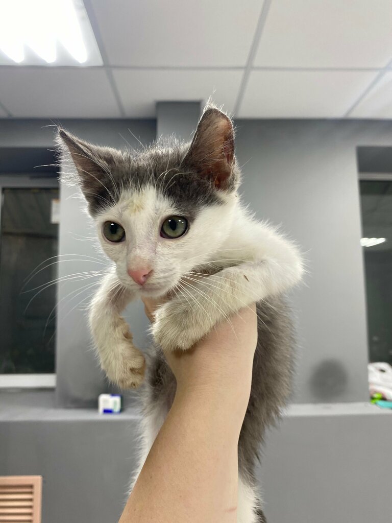 Hayvan barınakları, kulüpleri ve otelleri Котоцентр Добби, Moskova, foto