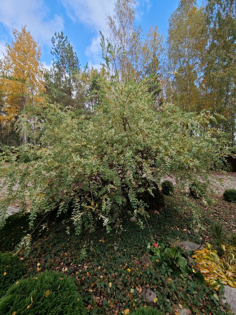 Resort oteller, tesisler Бабий мох, Minskaya oblastı, foto