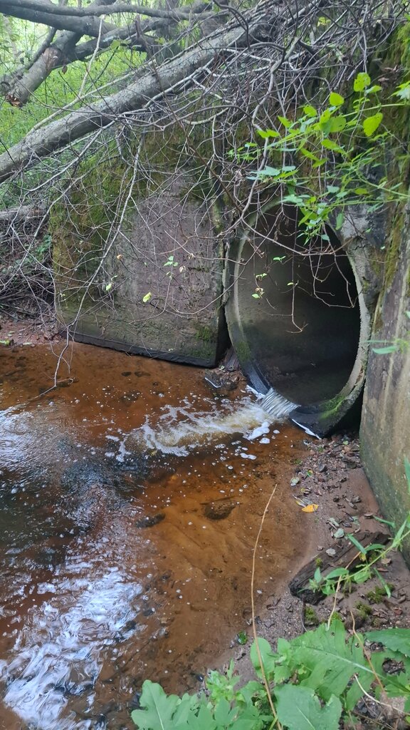 Pınar, çay Spring, stream, Novgorodskaya oblastı, foto