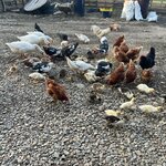 Стелла (Krasnodar Territory, Belorechenskiy rayon, Rodnikovskoye selskoye poseleniye), balık çiftçiliği ve toptancıları  Krasnodarski krayından