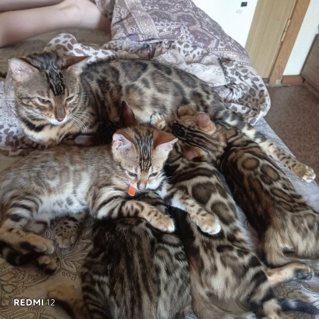 Evcil hayvan yetiştiricileri Питомник бенгальских кошек Sweet YaZhen, Krasnoyarski krayı, foto