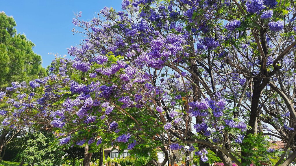 Yönetim ofisi Anadolu Bazaar, Manavgat, foto
