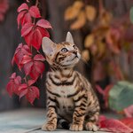 Симба дом (Shuvalova Street No:25к1), konuk evi