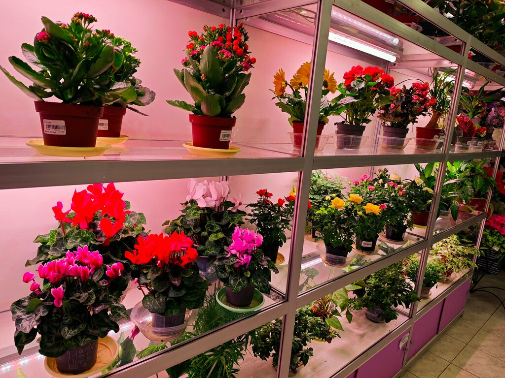 Çiçekçiler На районе, Kovrov, foto