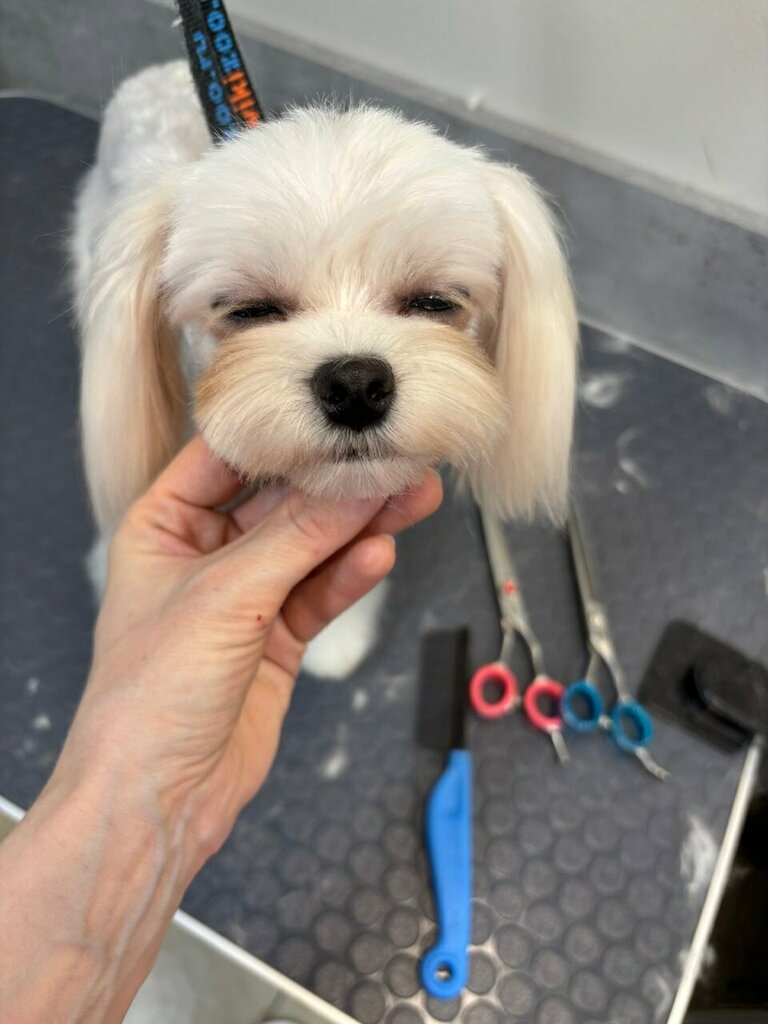 Evcil hayvan kuaförleri My hvostik, Penzenskaya oblastı, foto