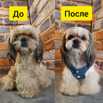 Малыш (Zagorodnaya ulitsa No:29), evcil hayvan kuaförleri  Abinsk'ten