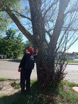 Olega Koshevogo street (Kaliningrad, Olega Koshevogo Street), toplu taşıma durağı  Kaliningrad'dan