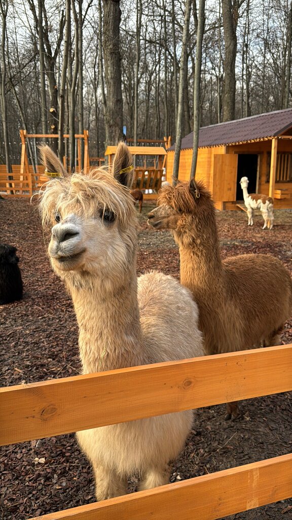 Hayvanat bahçeleri Park Alpak Simba, Ufa, foto