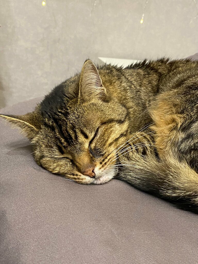 Evcil hayvanlar için ürünler БиоКлин, Minskaya oblastı, foto