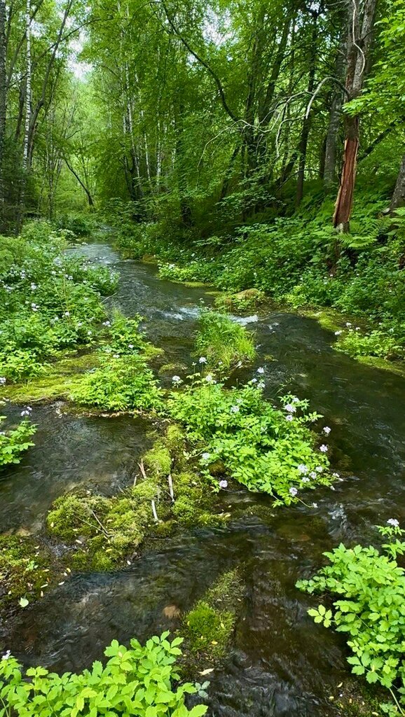 Pınar, çay Spring, stream, İrkutskaya oblastı, foto