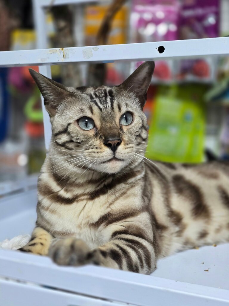 Petshop Zootm, Aşkabat, foto