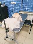 Grooming cat & dog (Pashi Savelyevoy Street No:33А), evcil hayvan kuaförleri  Tver'den