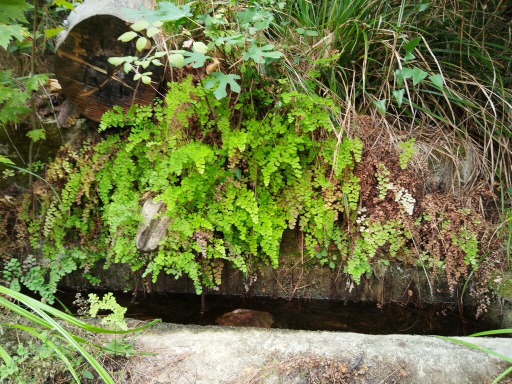 Pınar, çay Pınar, Çay, Kemer, foto