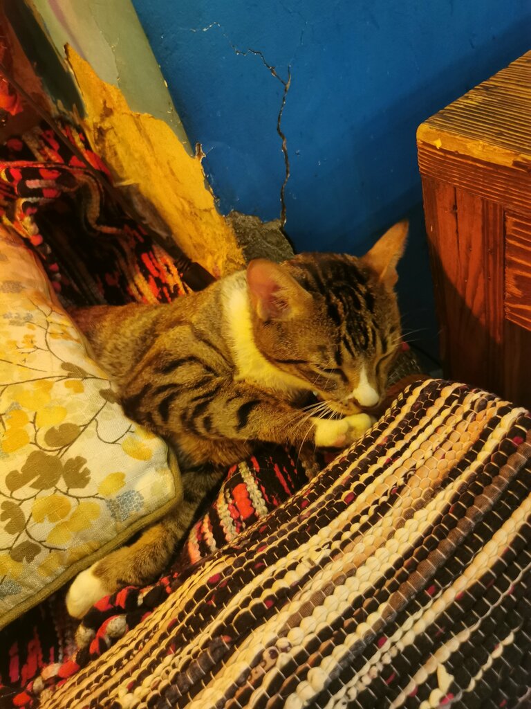 Restoran Fish&Chips, Kahire, foto