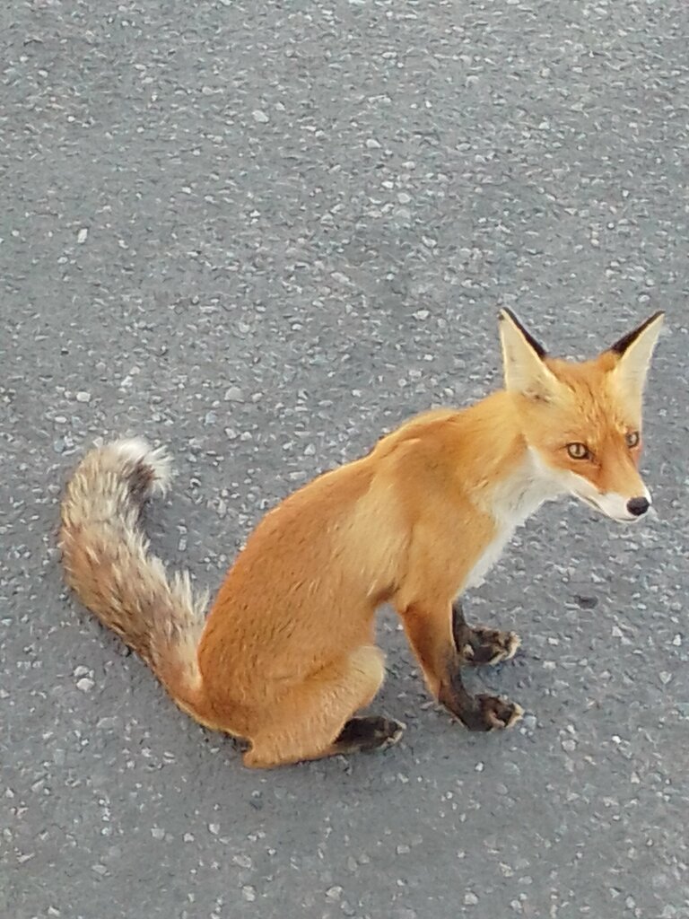 Garajlar ГК Юпитер, Ulyanovsk, foto
