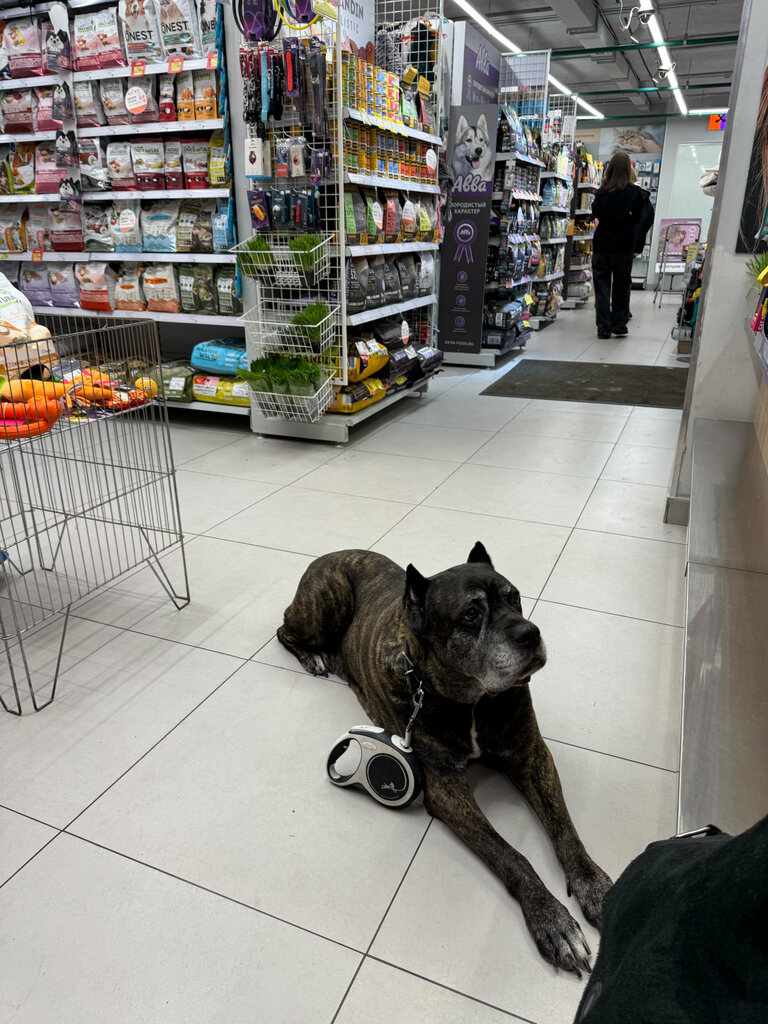 Evcil hayvan kuaförleri Четыре Лапы Груминг, Moskova, foto