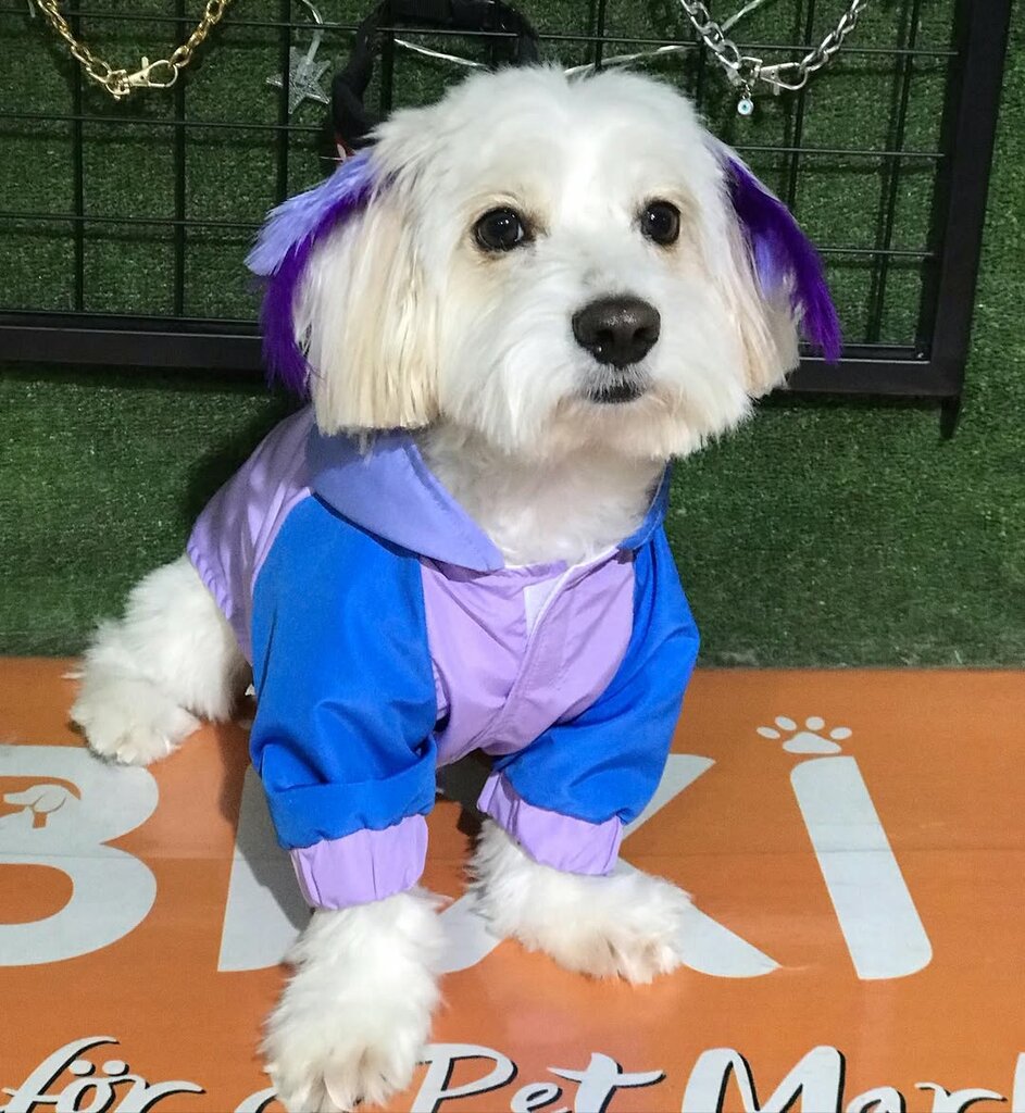 Evcil hayvan kuaförleri Bixi Pet Kuaför ve Pet Market, Silivri, foto