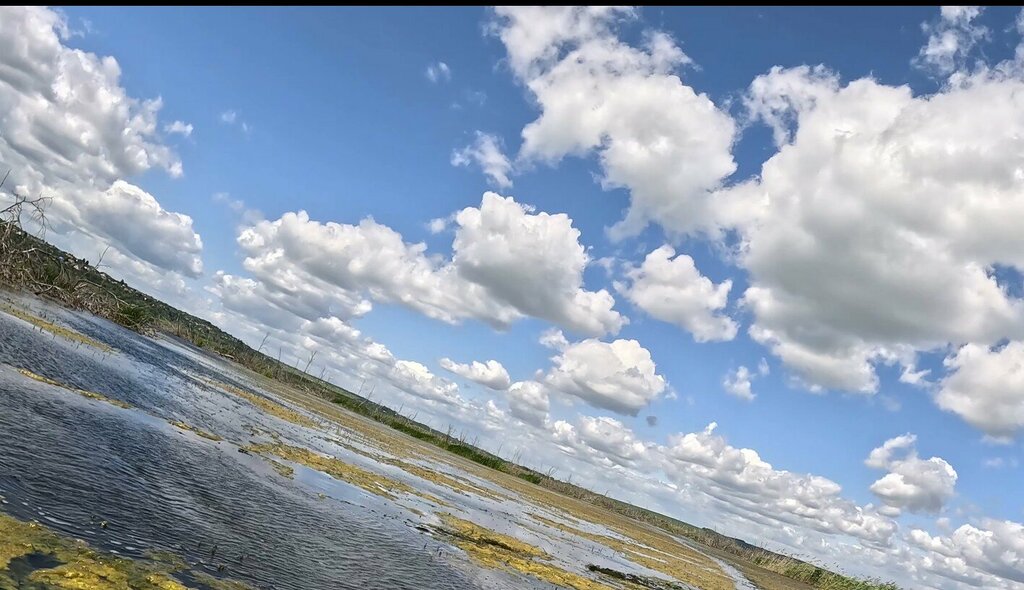 Orman урочище Каменское Болото, Kurskaya oblastı, foto