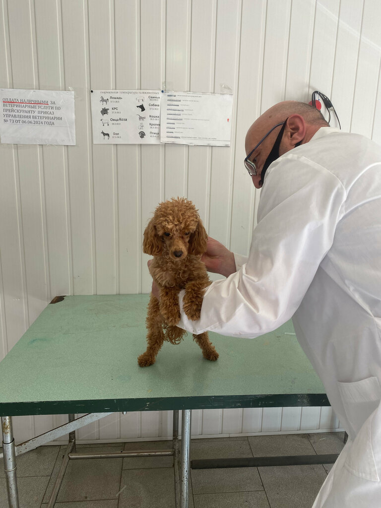 Veteriner klinikleri Gorodskaya Stantsiya po Borbe s Boleznyami Zhivotnykh, Vladikavkaz, foto