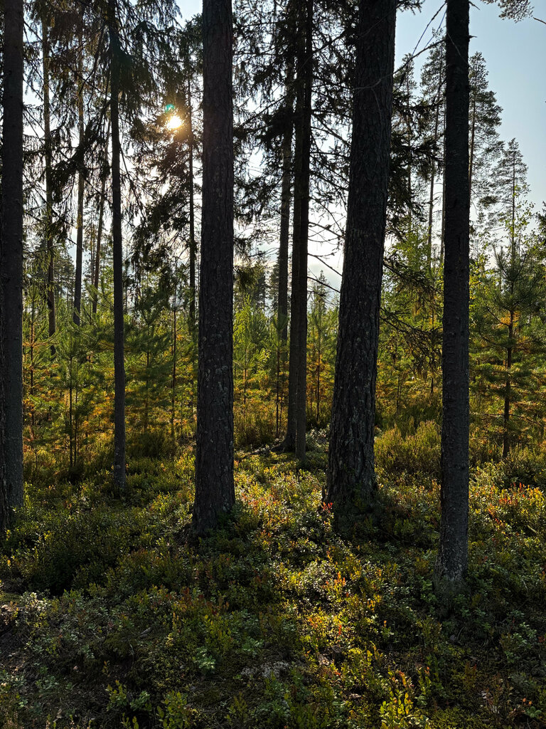 Seyir terası озеро Стайка Большое, Saint‑Petersburg ve Leningradskaya oblastı, foto