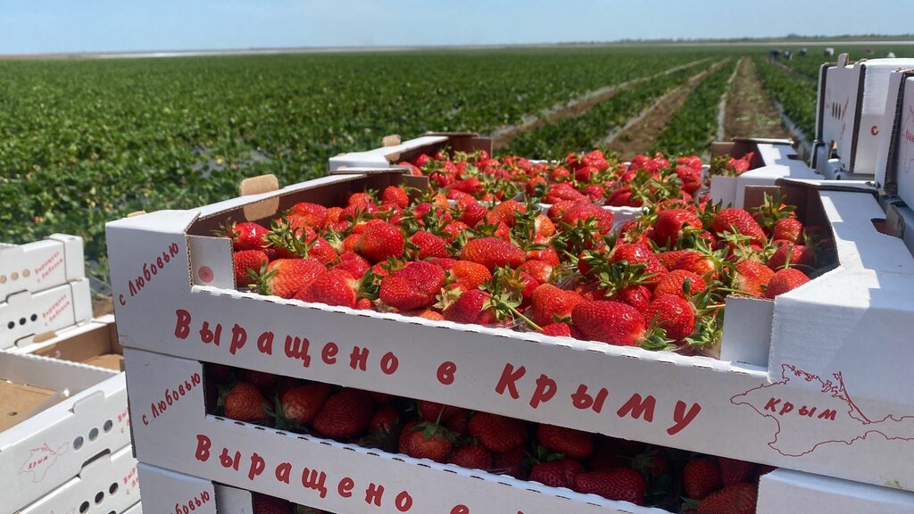 Paketleme malzemeleri firmaları Krymagrotara, Kırım Cumhuriyeti, foto