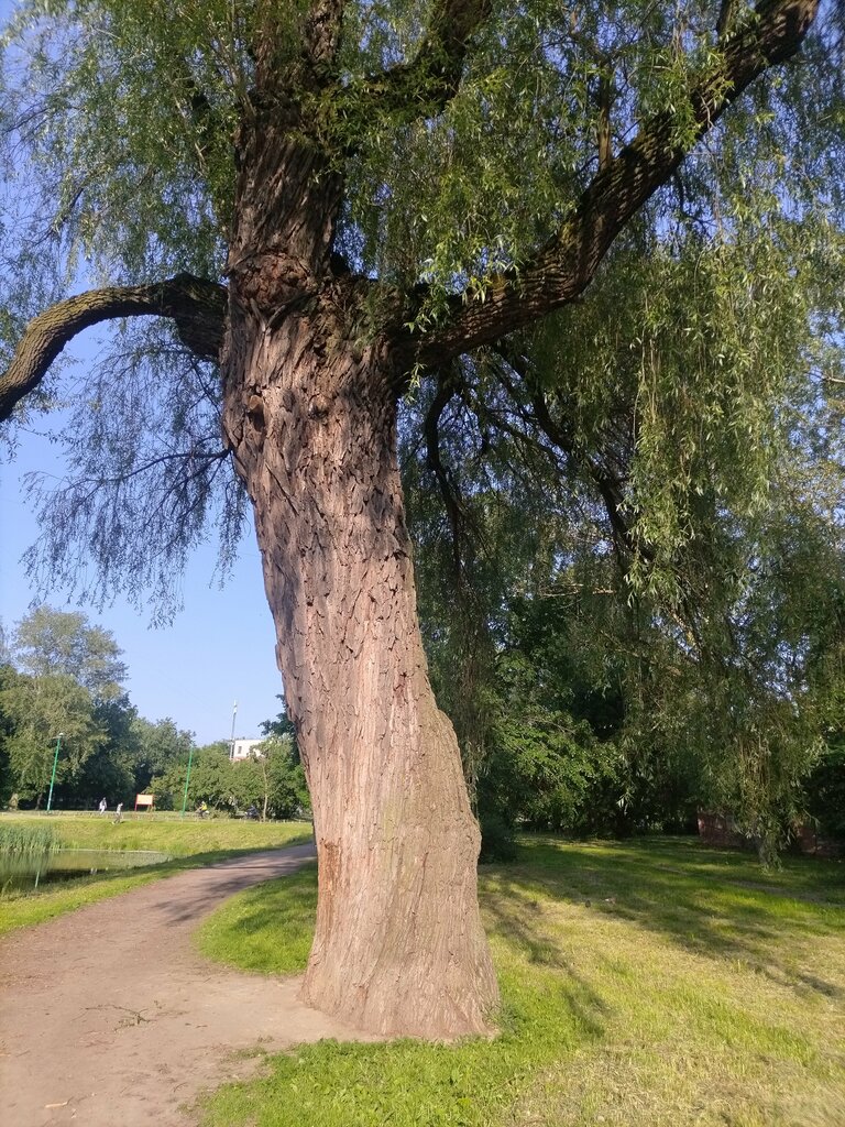 Doğa 200-летняя ива, Saint‑Petersburg, foto