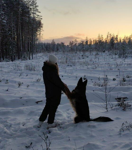 Köpek hizmeti Лапа в руке, Pskov, foto