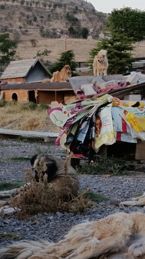 Hayvan barınakları, kulüpleri ve otelleri İnci Anne Hayvan Barınağı, Ankara, foto