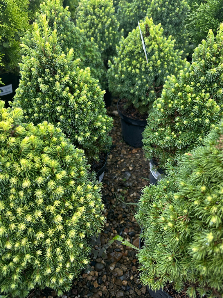 Sera ve bahçe ürünleri Флора Мания, Krasnodarski krayı, foto