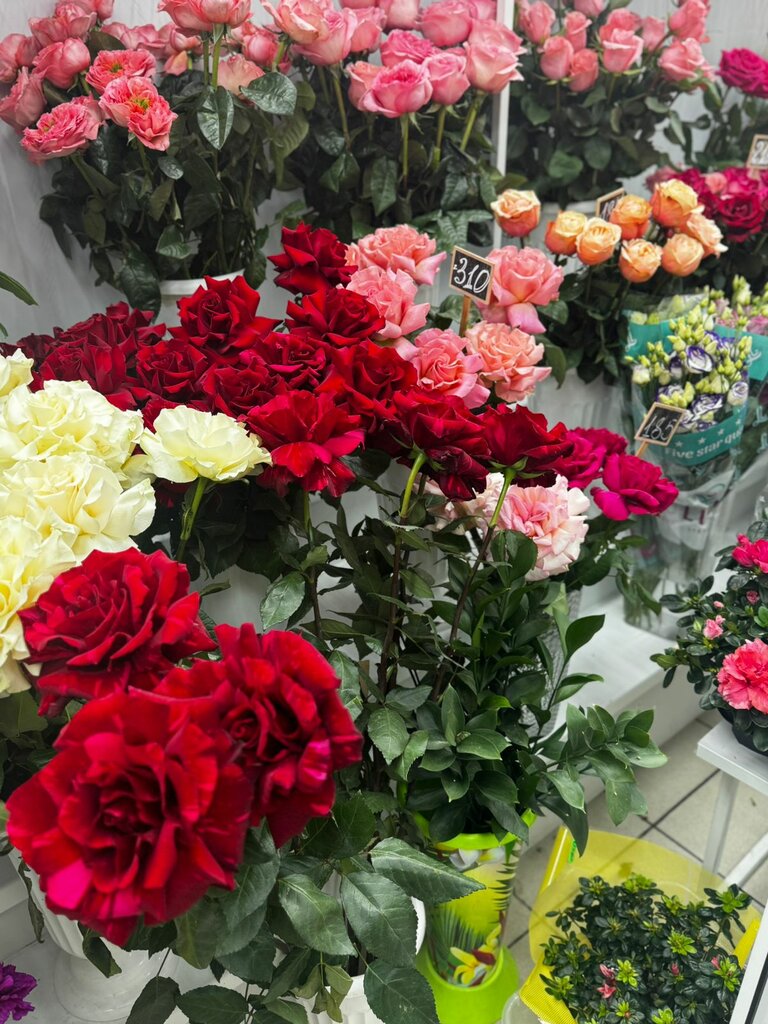 Çiçekçiler Verba, Bor, foto