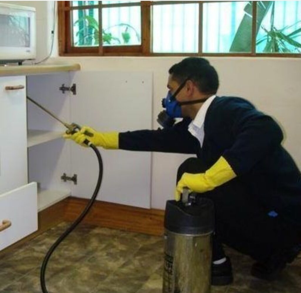 Haşere ilaçlama firmaları OtKlopov, Moskova, foto