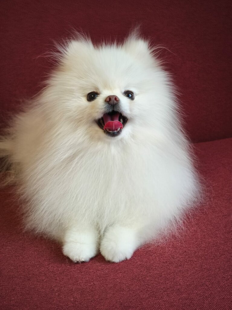 Evcil hayvan kuaförleri Стиляга, Minsk, foto