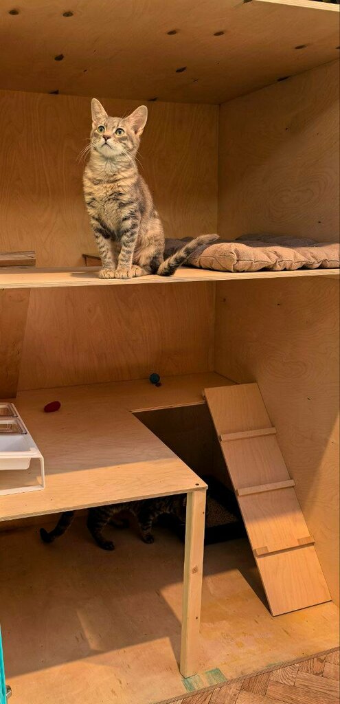 Pet otel Ёшкин Кот и Пёс, Moskova, foto
