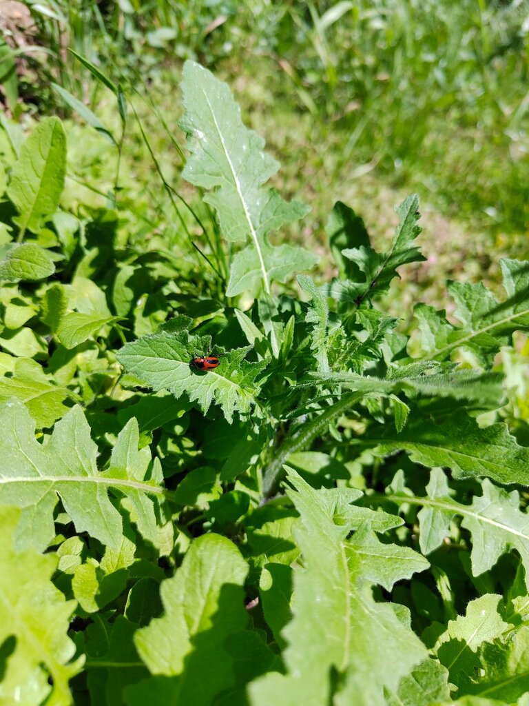 Konut blokları Jetisu.Aqsu - 5, Astana, foto
