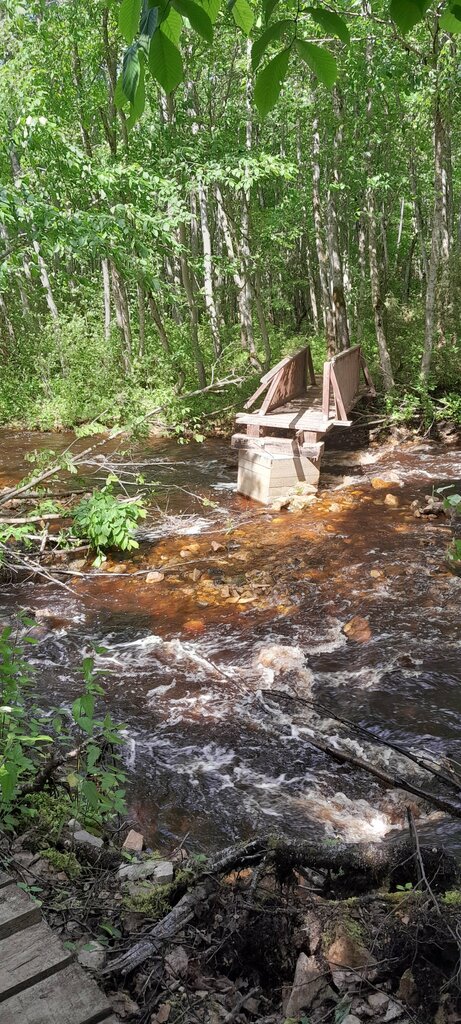 Piknik alanı Анисимовская стоянка у реки Рагуша, Saint‑Petersburg ve Leningradskaya oblastı, foto