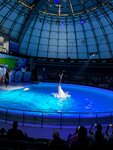 Dolphinia (ulitsa Zhukovskogo No:100/4), yunus havuzları  Novosibirsk'ten