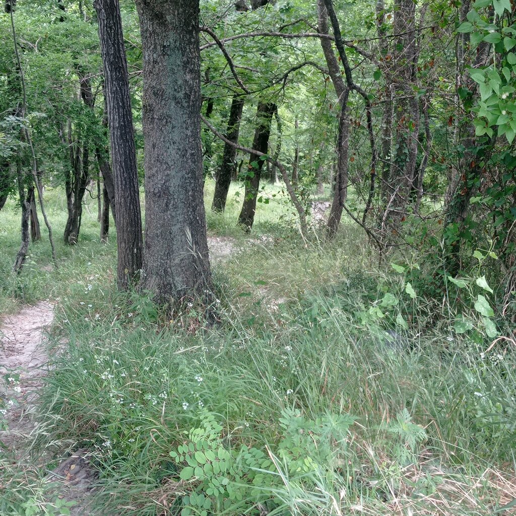 Bilim araştırma enstitüsü Zapadno-kavkazsky nauchny tsentr, Tuapse, foto