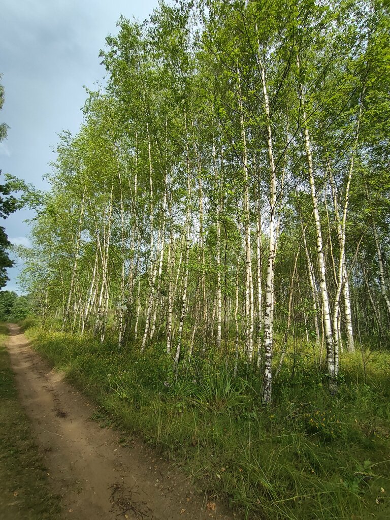 Kamp alanları Турстоянка Березы-1, Smolenskaya oblastı, foto