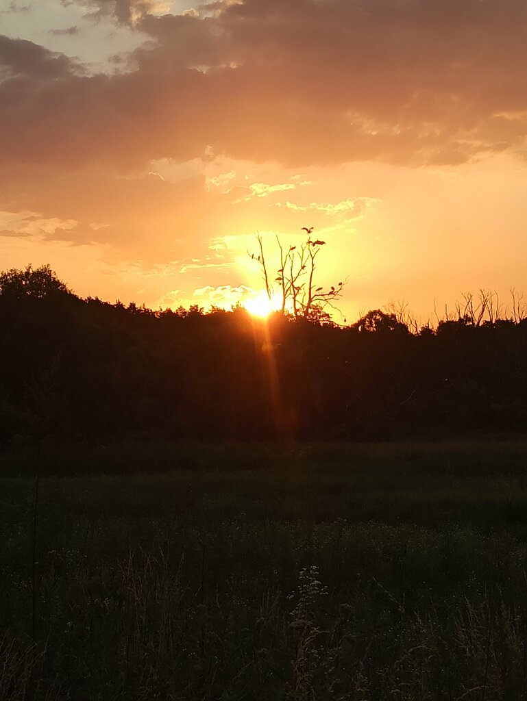 Orman урочище Северное Болото, Kurskaya oblastı, foto