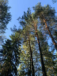Кемпинг (Minskaja region, Valozhynski rajon, Rakawski sielsaviet), kamp alanları  Minskaya oblastından