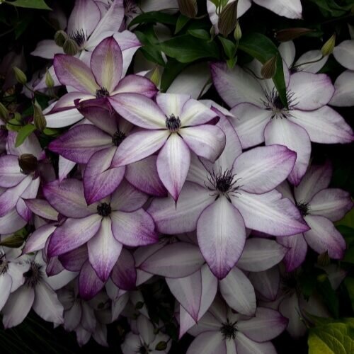 Tohum satan yerler Питомник рассады, Başkurdistan, foto